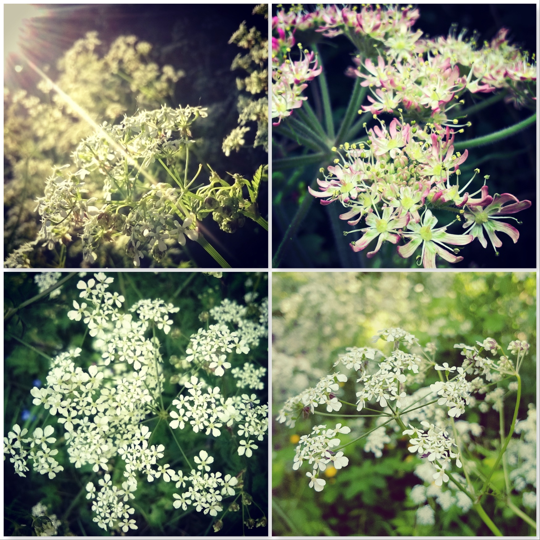 Cow Parsley and its Rogue Cousin Common Hogweed | The Last Krystallos